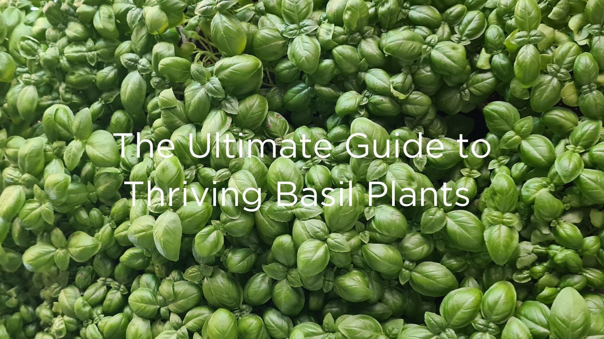 The Ultimate Guide to Thriving Basil Plants – Ausallium