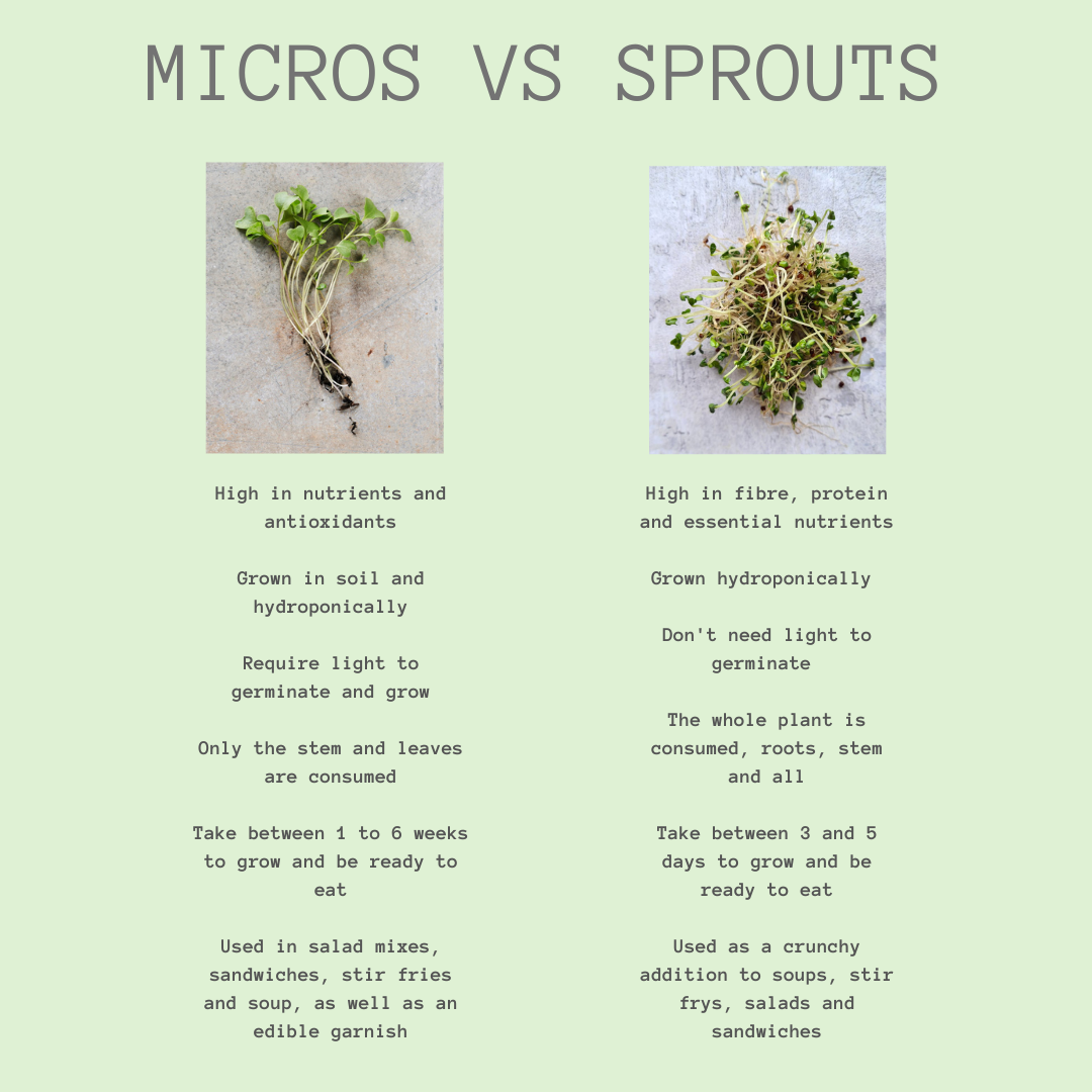 Microgreens vs Sprouts – Ausallium