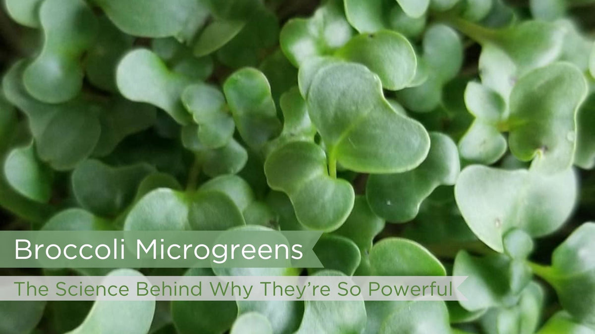 The Science Behind Broccoli Microgreens - Why They’re So Powerful ...
