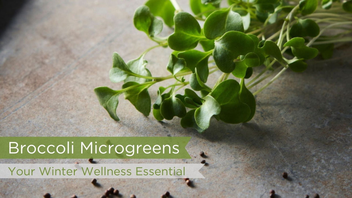 Why Broccoli Microgreens Are Your Winter Wellness Essential – Ausallium
