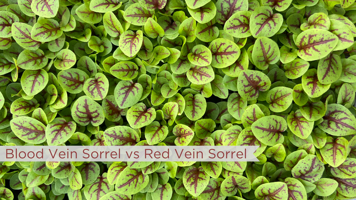 Blood Vein Sorrel vs Red Vein Sorrel – Ausallium