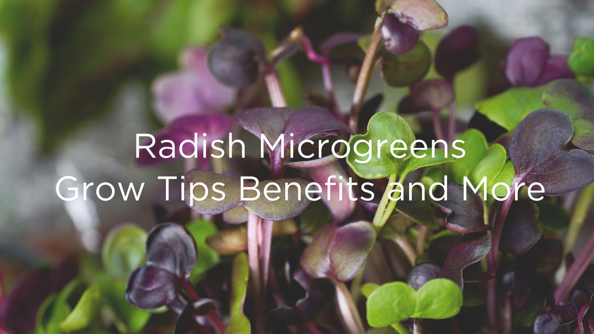 Radish Microgreens: A Complete Growing Guide – Ausallium