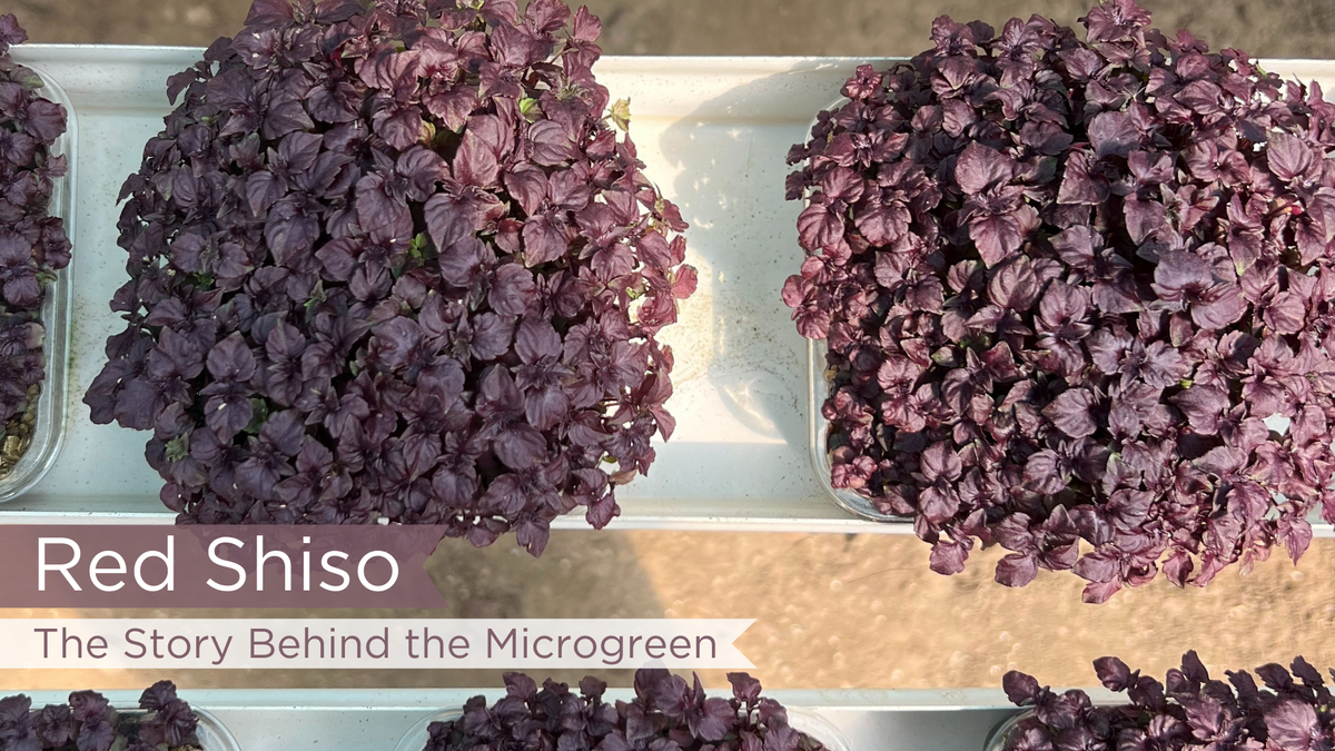 What is Red Shiso? The Story Behind the Microgreen – Ausallium