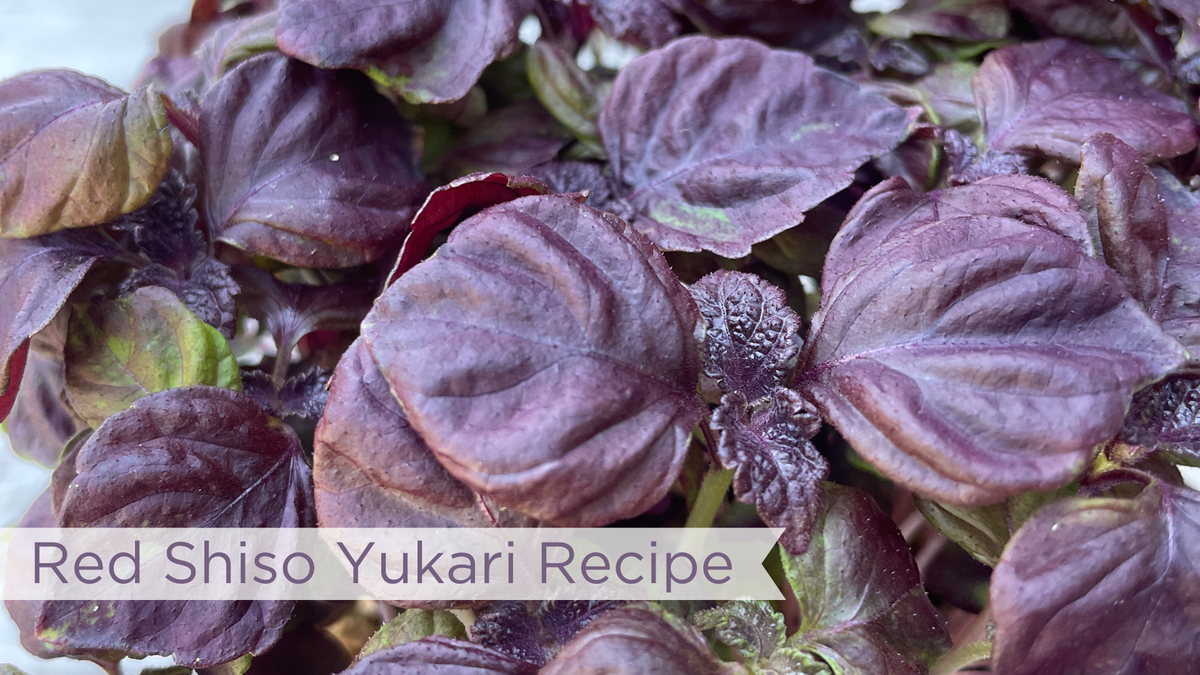Red Shiso Seasoning Recipe (Yukari) – Ausallium