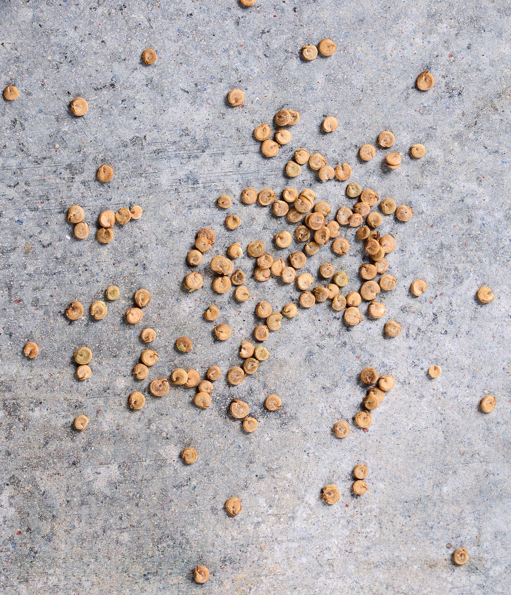 Golden Orach – Ausallium