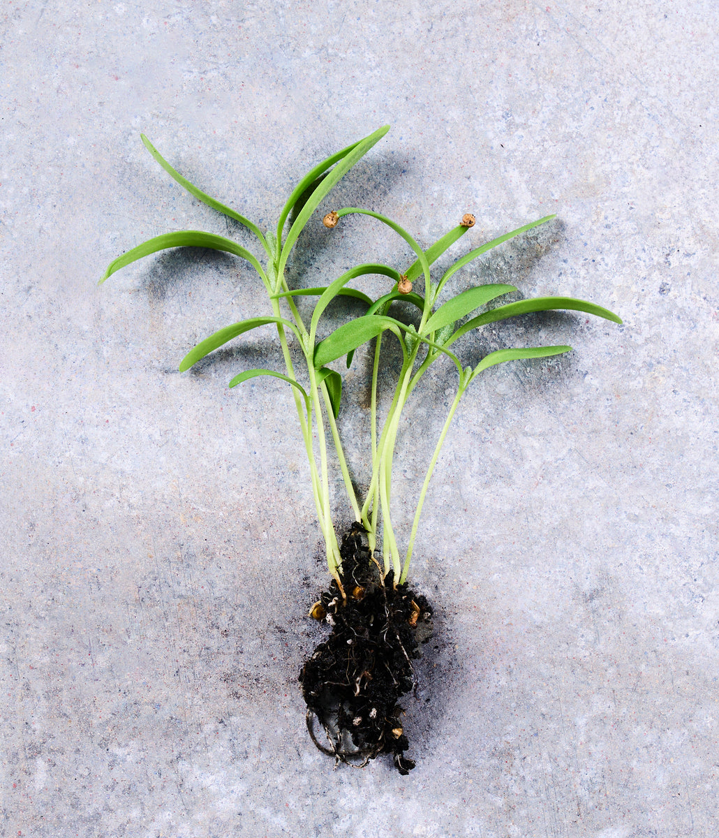 Golden Orach – Ausallium