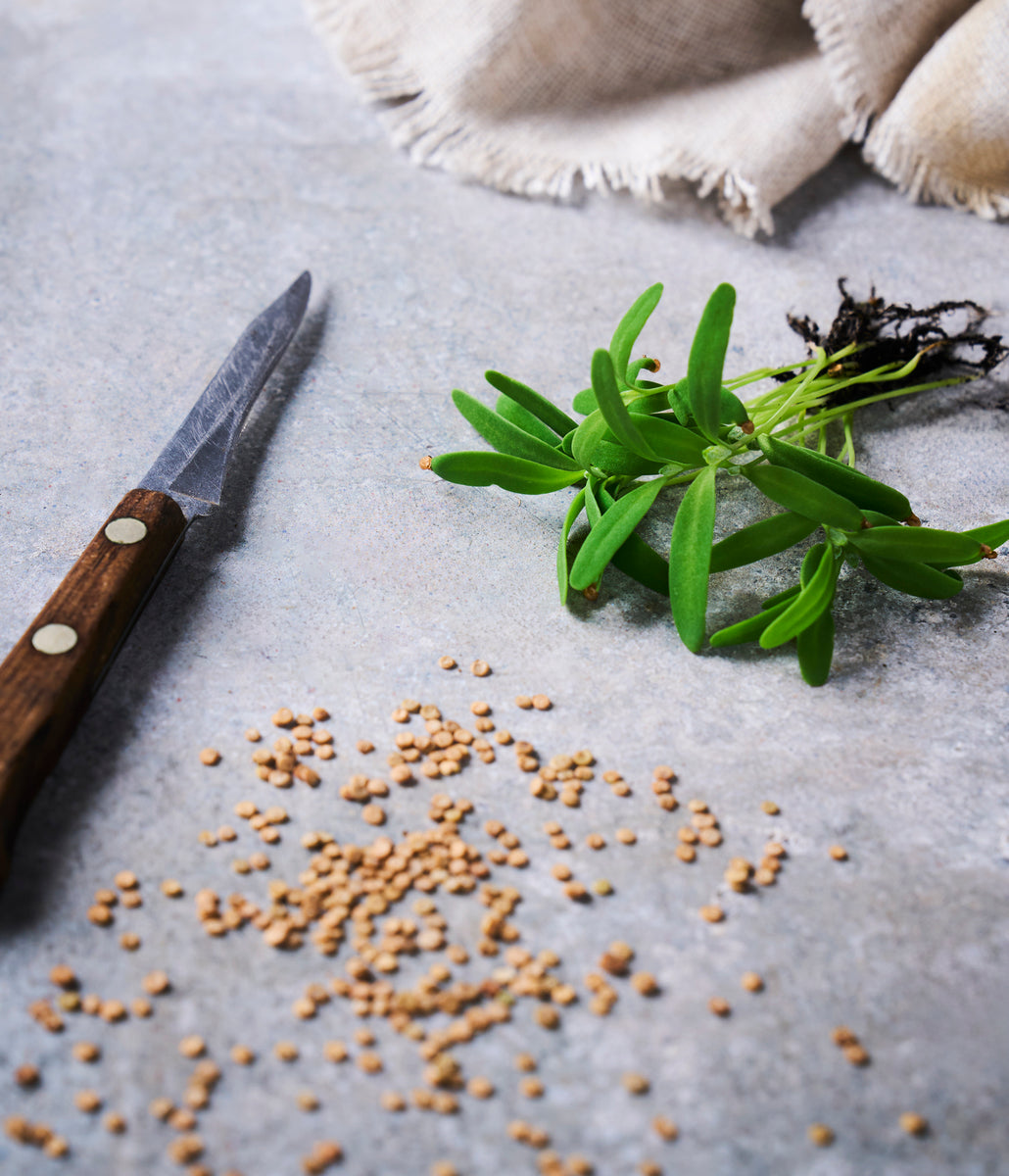 Golden Orach – Ausallium