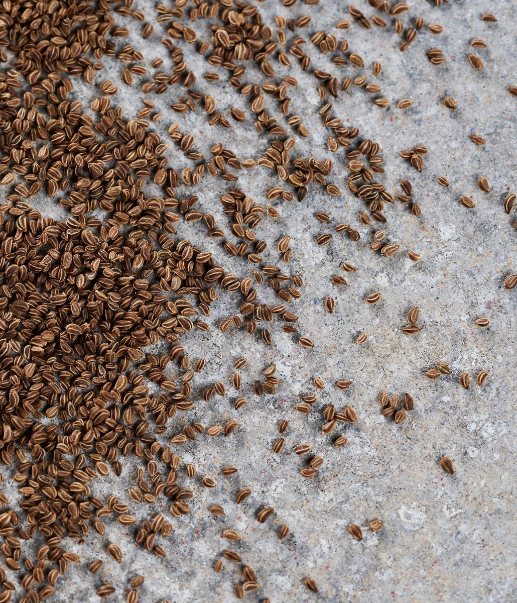 Buy Celery Baby Seed - Nutritionally Dense | Ausallium