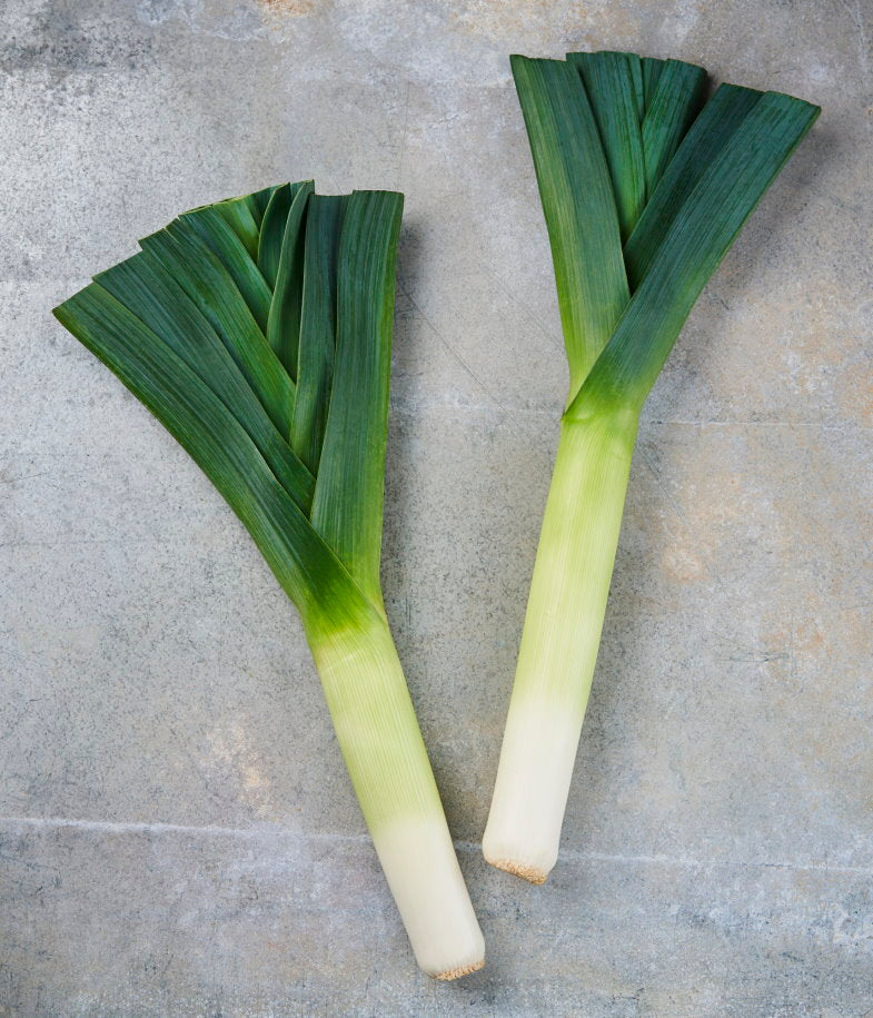 Buy Leek: Carentan - Vigorous and Easy Growing | Ausallium