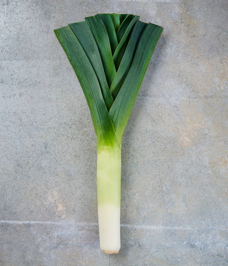 Buy Leek: Carentan - Vigorous and Easy Growing | Ausallium