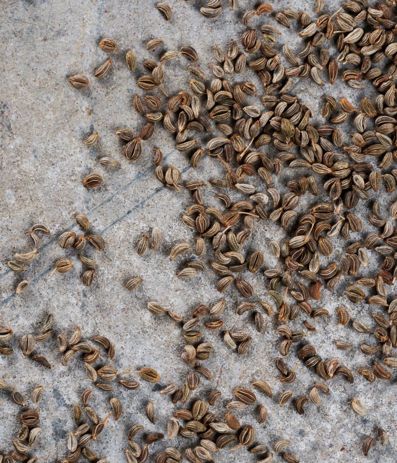 Buy Curly Parsley Seed: Easy Bunching | Ausallium