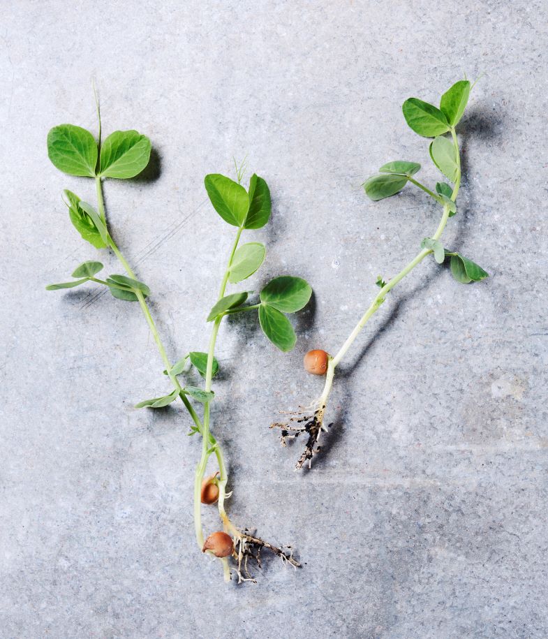 Pea Shoot – Ausallium