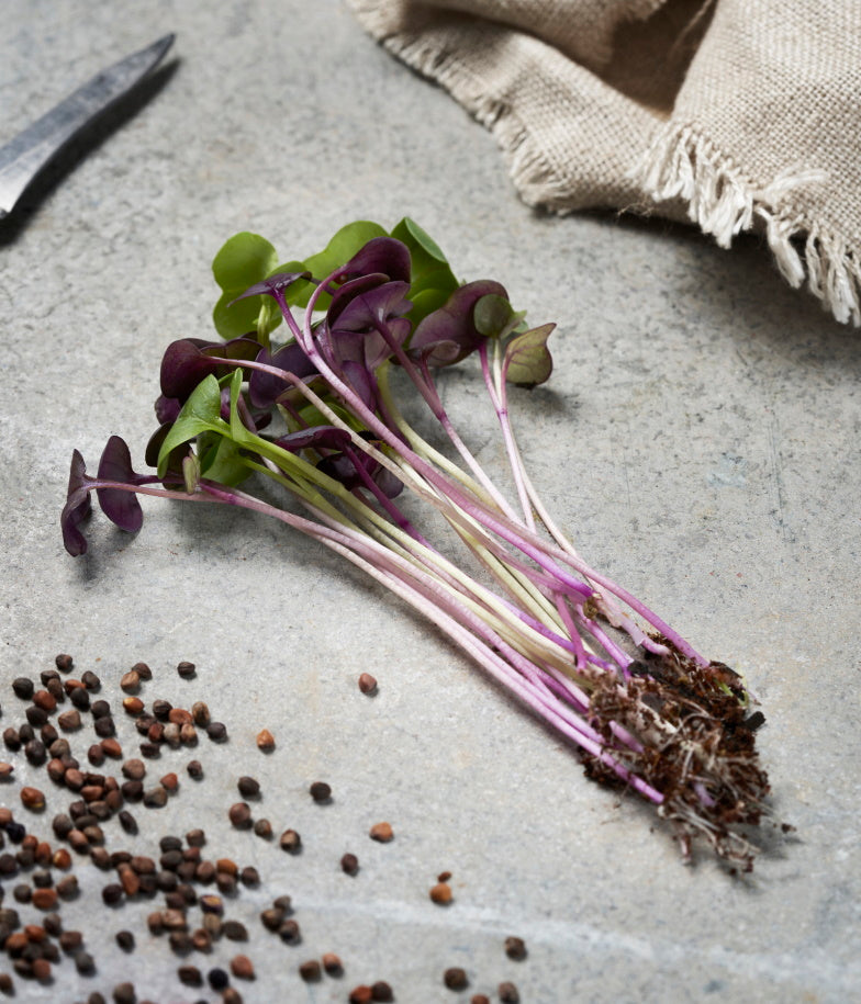 Rainbow Radish – Ausallium