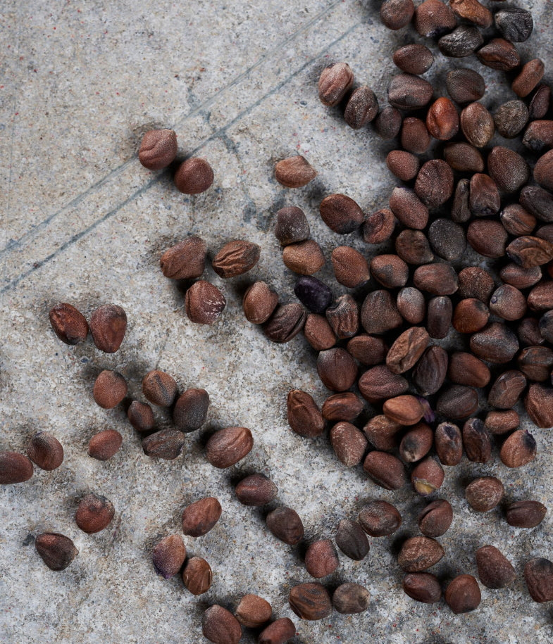 Buy Radish Purple - Most Popular Microgreen | Ausallium