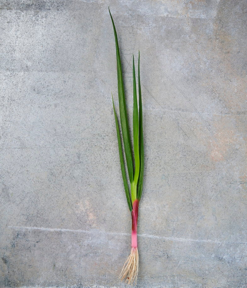 Buy Red Bunching Spring Onions - Subtle Flavour | Ausallium